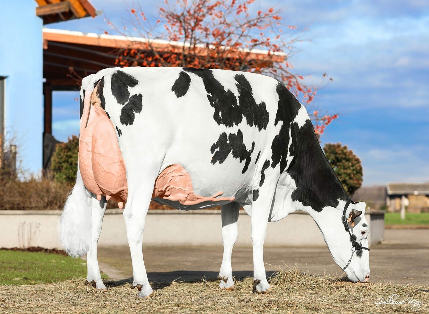 Wilt Happy Days 2021 - Genetics Sale