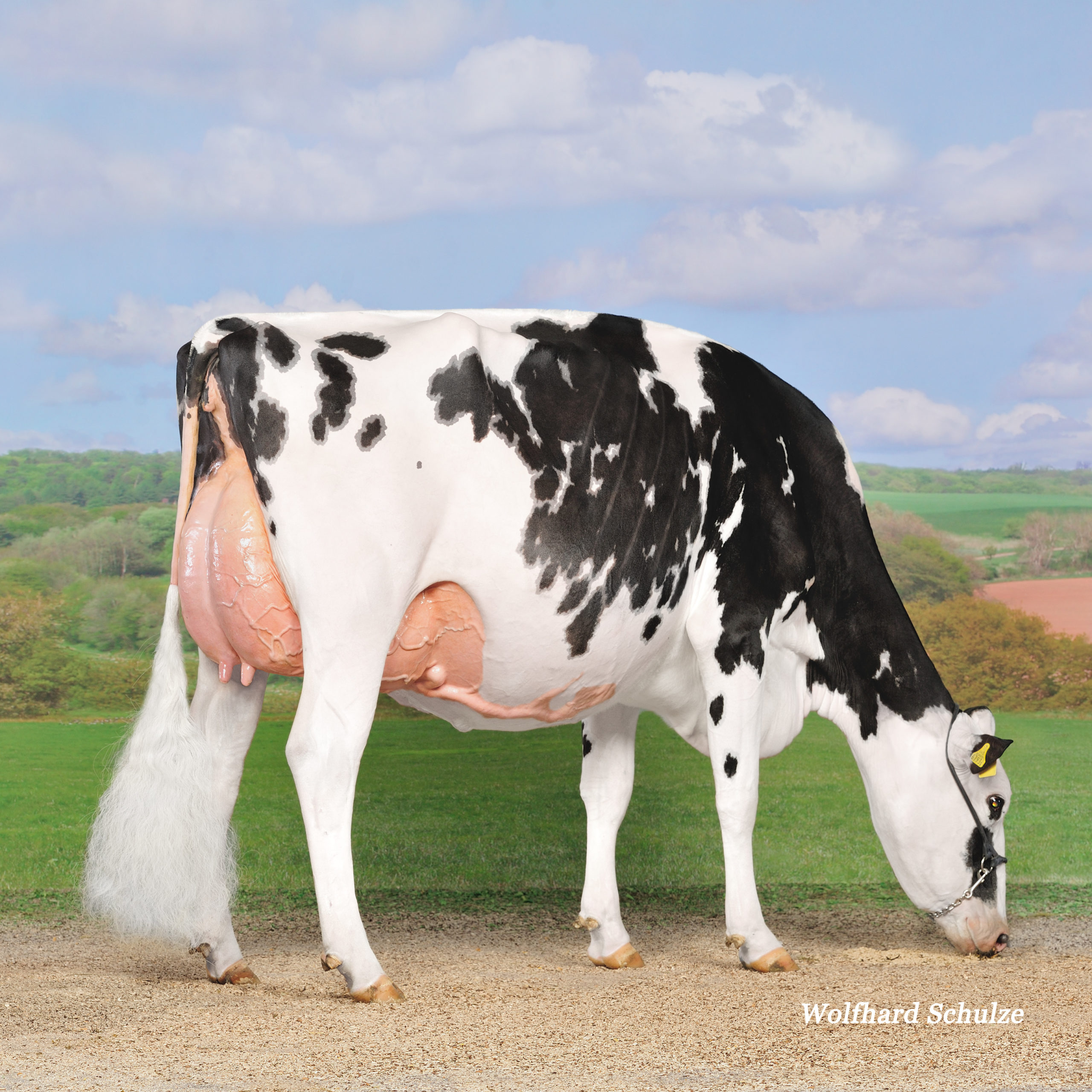 Vente Au Parchy - Genetics Sale